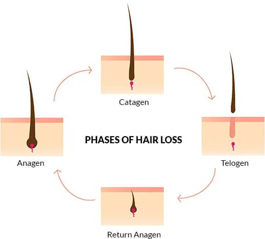 All About Hair Loss – Veta Care